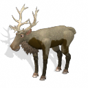 Sporistics / Elk Bull