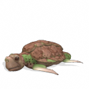 Sporistics / Sea turtle