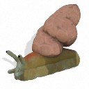 Sporistics / South american giant land snail